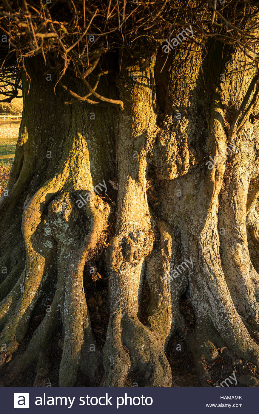 Tilia X Europaea Stock Photos & Tilia X Europaea Stock Images - Alamy