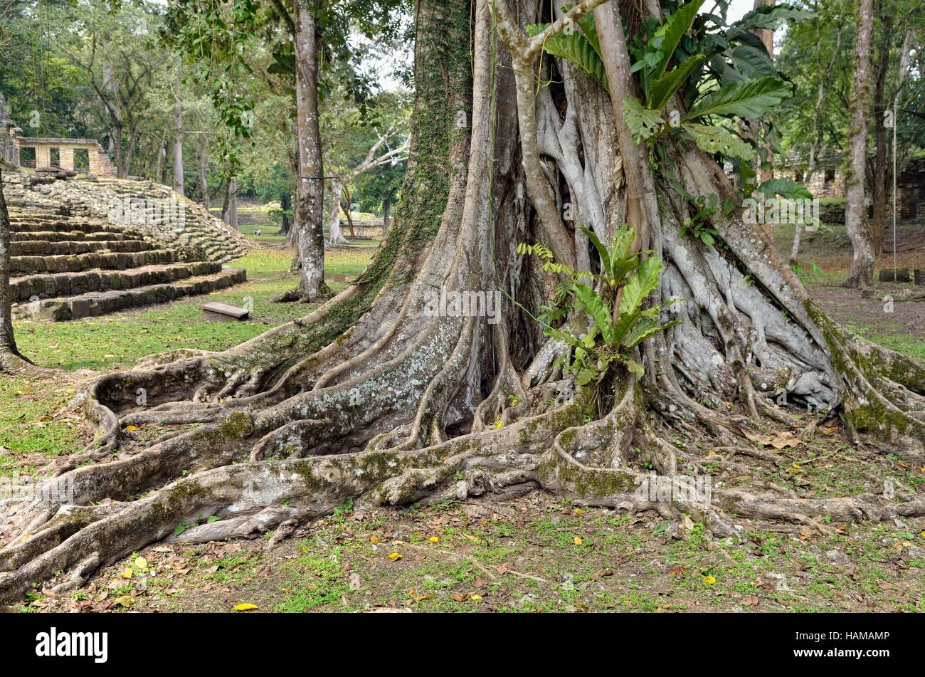 Ficus trees hi-res stock photography and images - Alamy