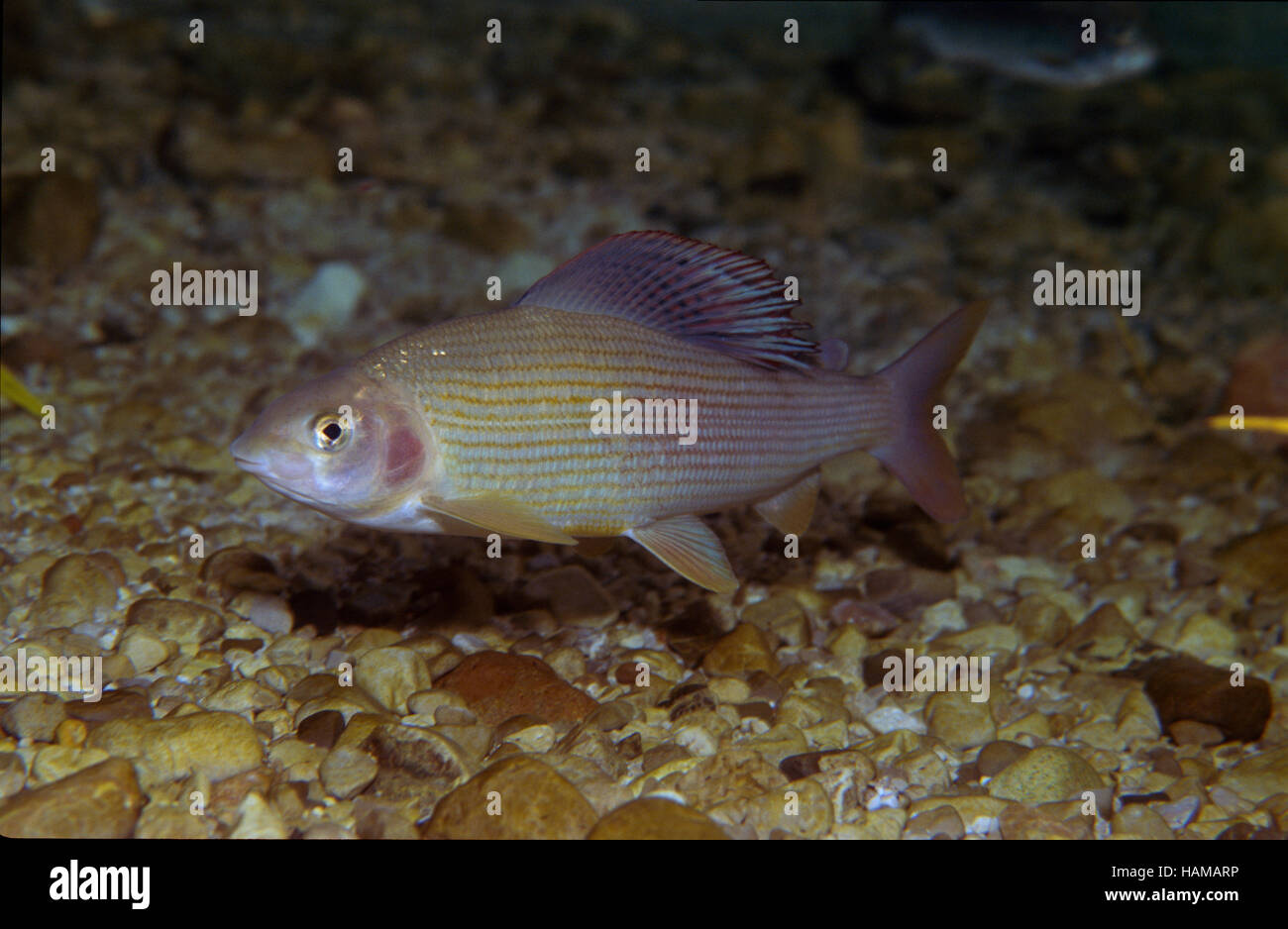 Grayling fish hi-res stock photography and images - Alamy