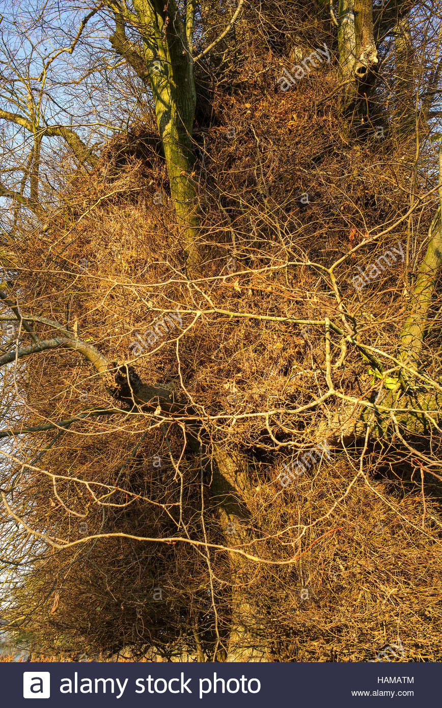 Tilia X Europaea Stock Photos & Tilia X Europaea Stock Images - Alamy