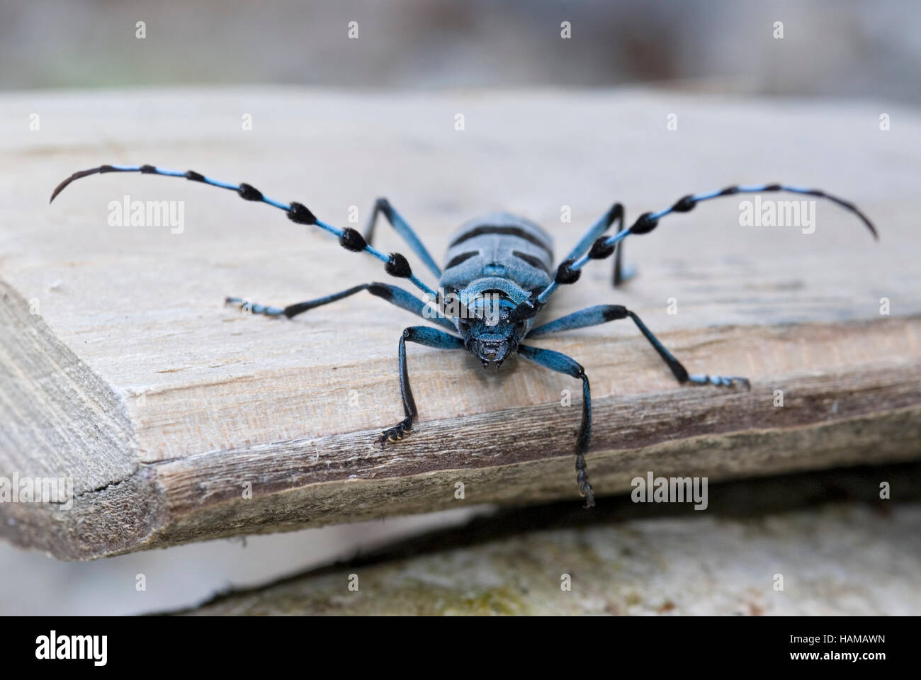 Rosalia longicorn (Rosalia alpina), insect, Nationalpark Kalkalpen or ...