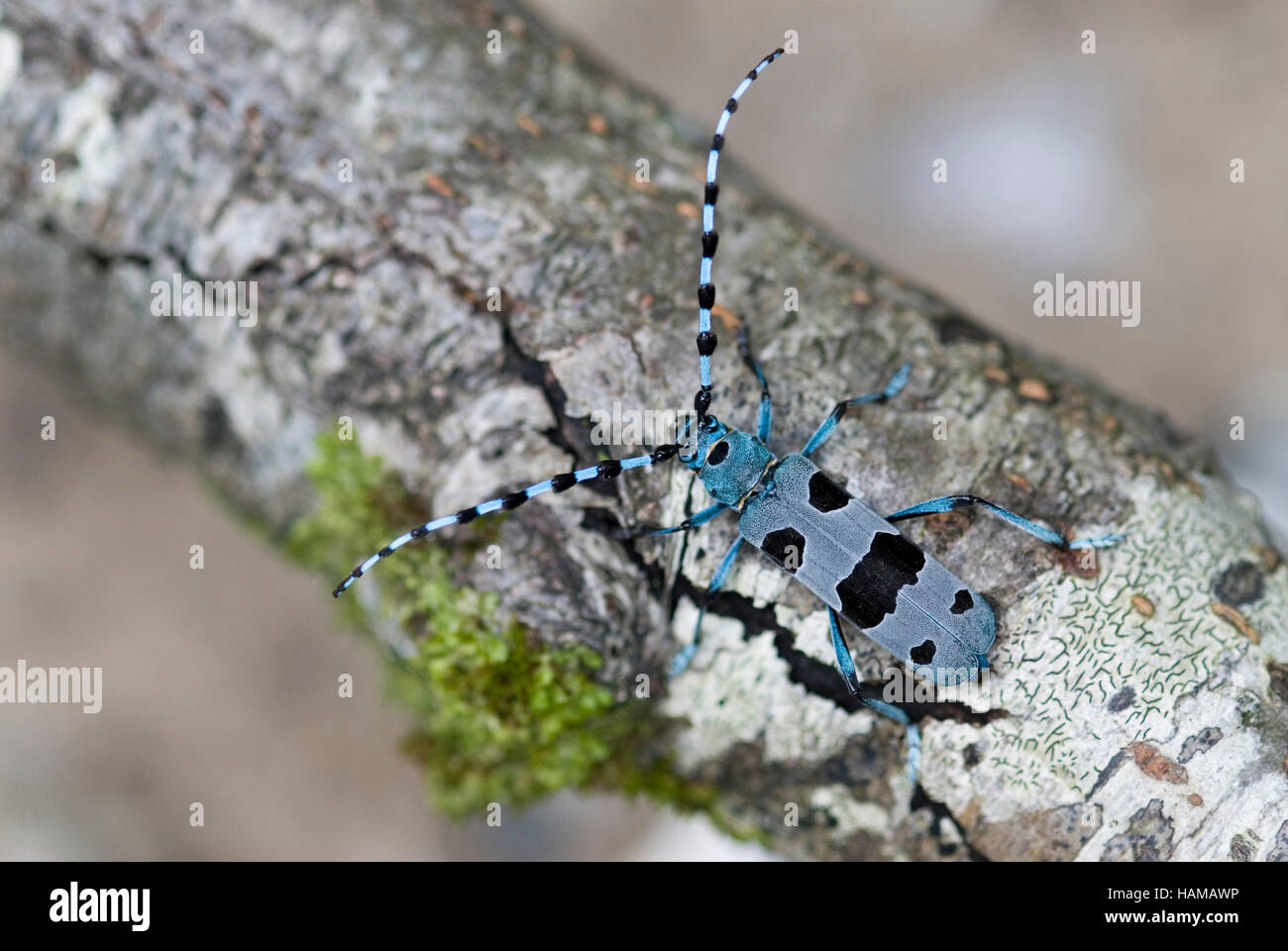Rosalia longicorn (Rosalia alpina), insect, Nationalpark Kalkalpen or ...
