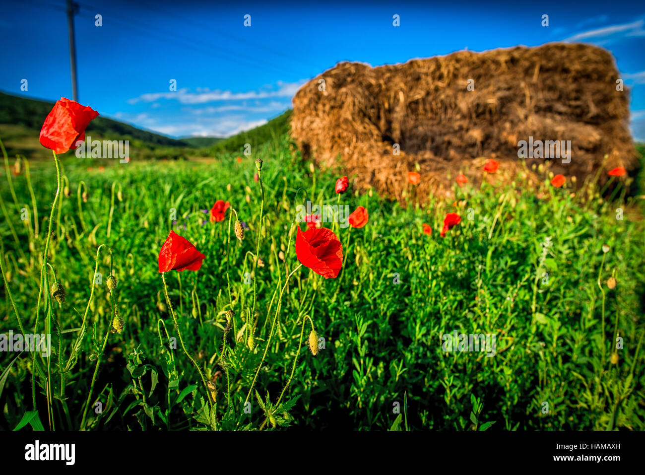 Cultivation field poppies flowers hi-res stock photography and images ...
