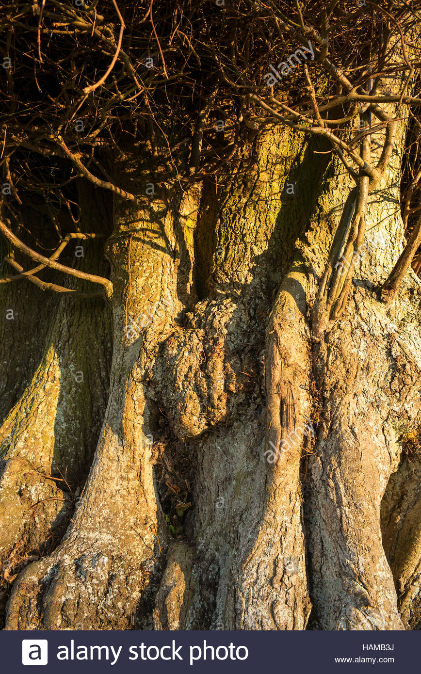 Tilia X Europaea Stock Photos & Tilia X Europaea Stock Images - Alamy
