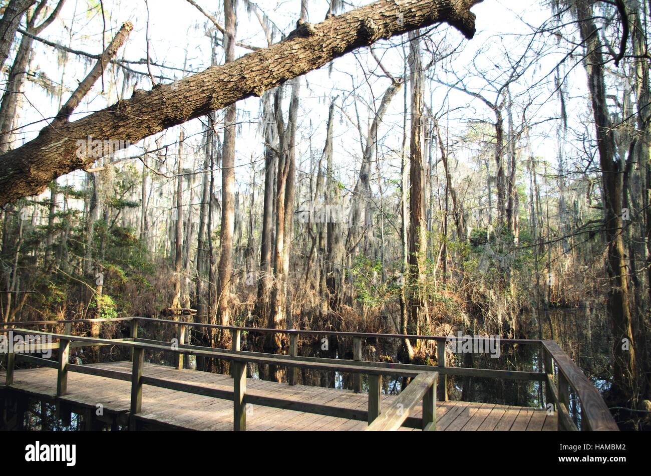 Swamp trees and a bridge Stock Photo - Alamy