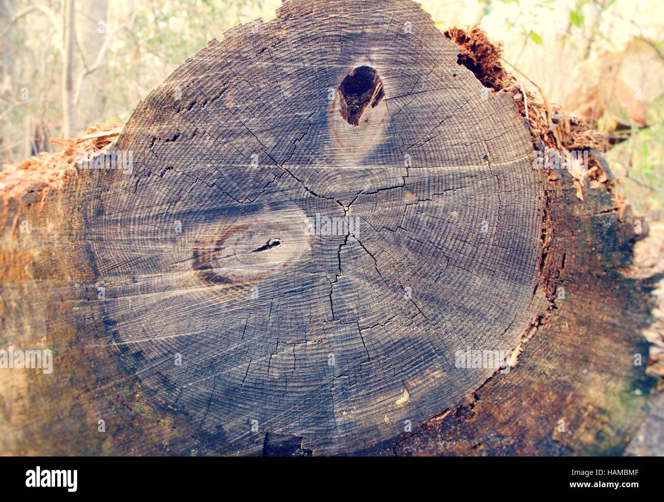 Rings of a tree Stock Photo - Alamy