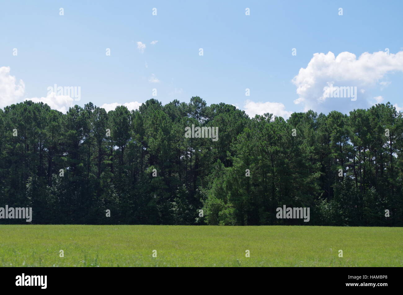 A field with trees in the background Stock Photo - Alamy