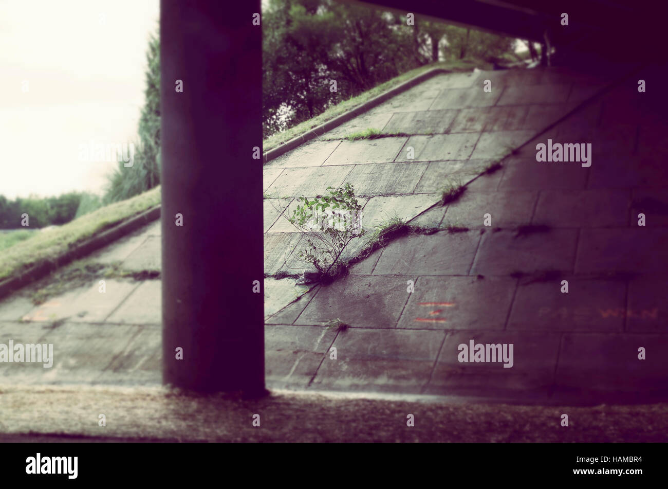 A small plant growing under a bridge Stock Photo - Alamy