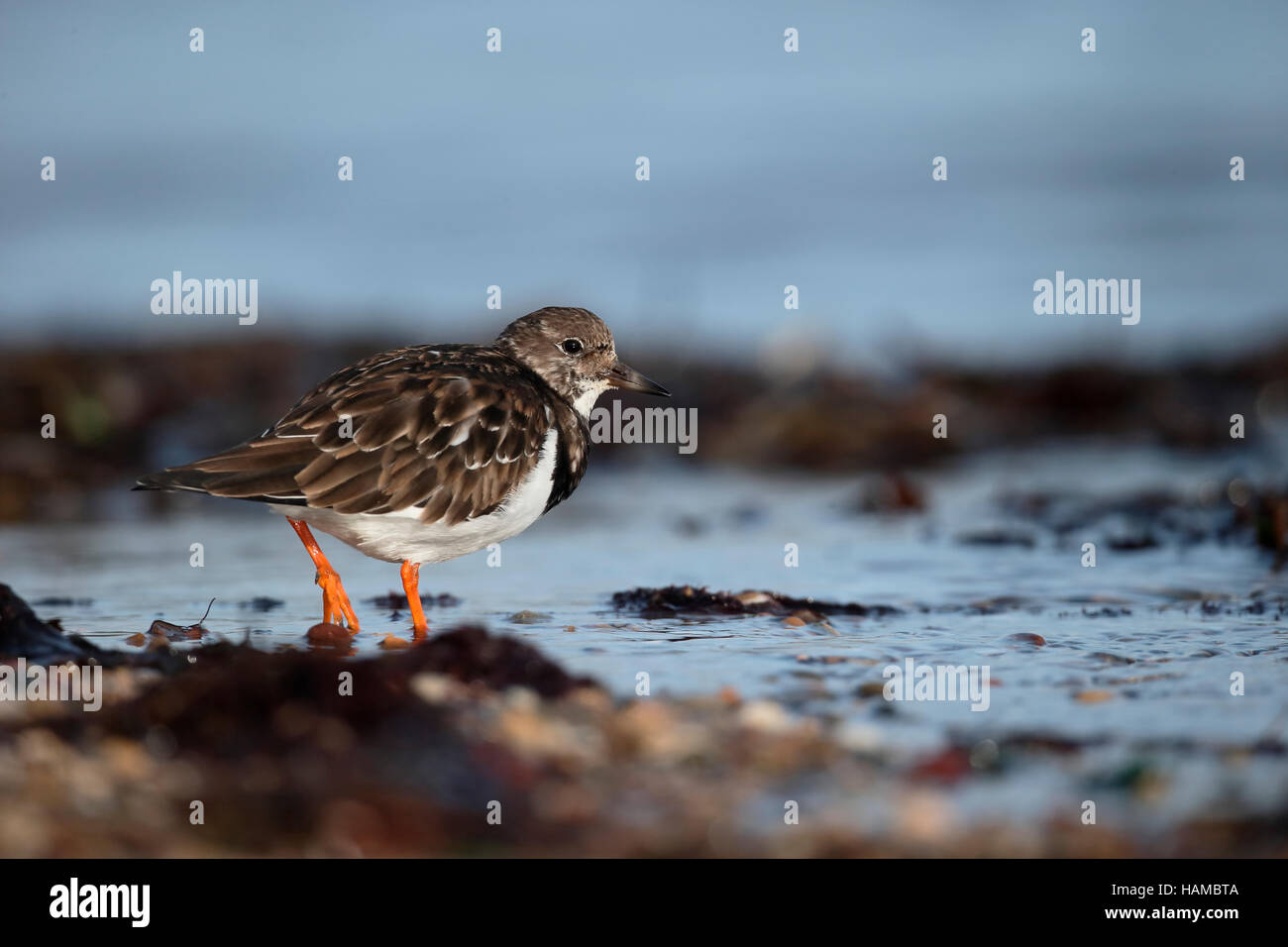 Arenaria hi-res stock photography and images - Alamy