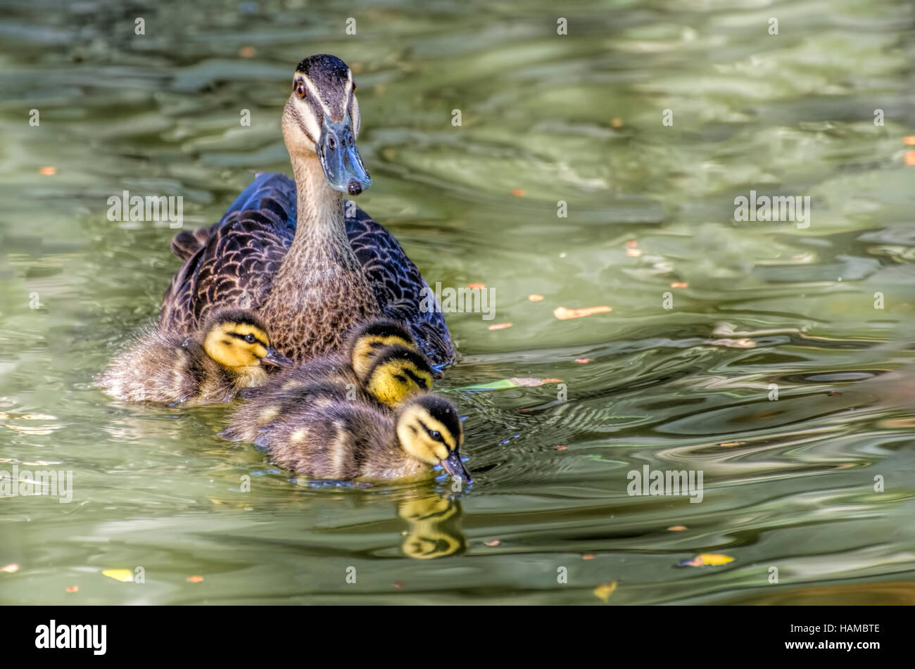 A mother duck with her four ducklings in the water Stock Photo - Alamy
