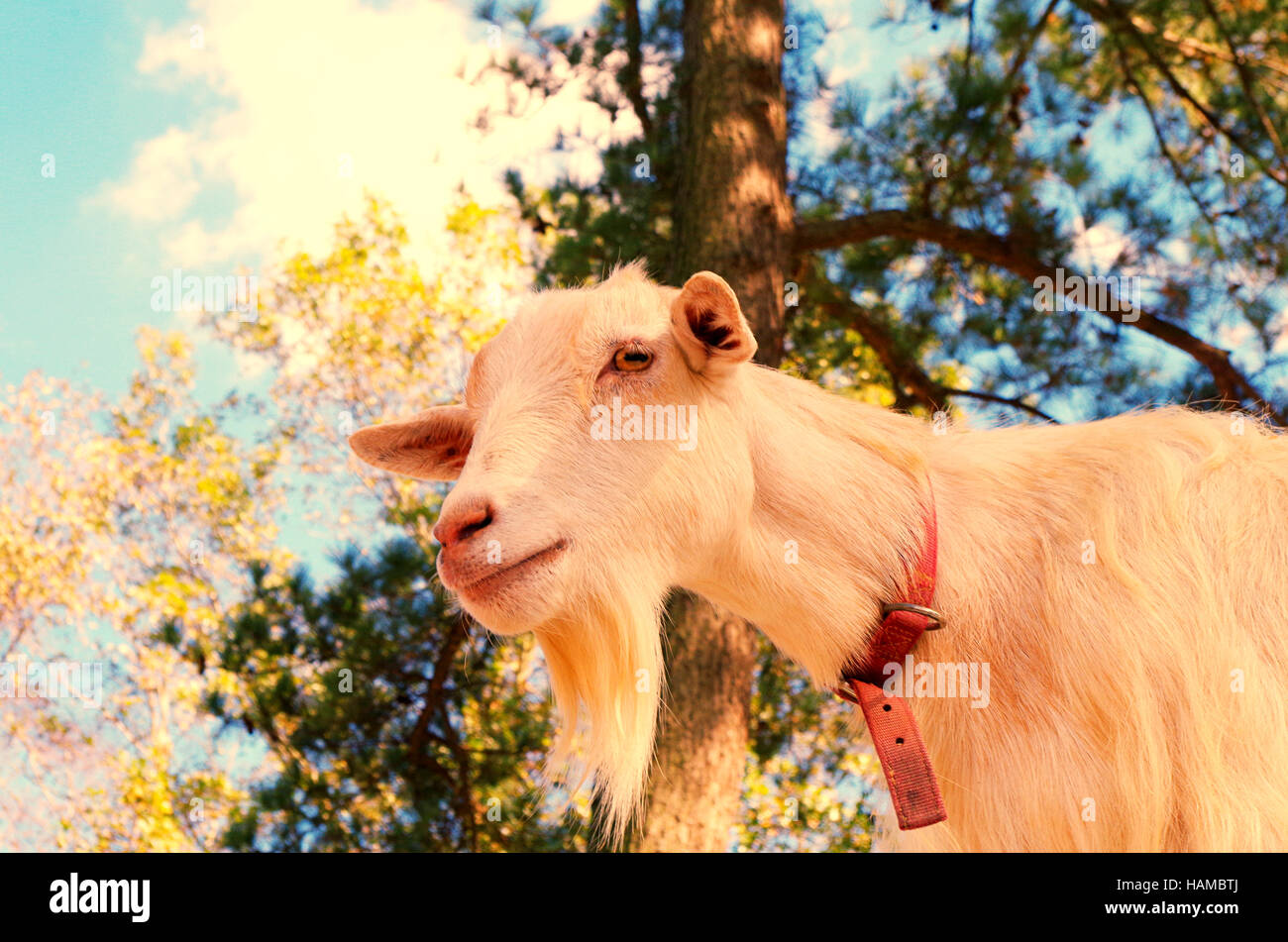 The goat (Greatest of all time Stock Photo - Alamy