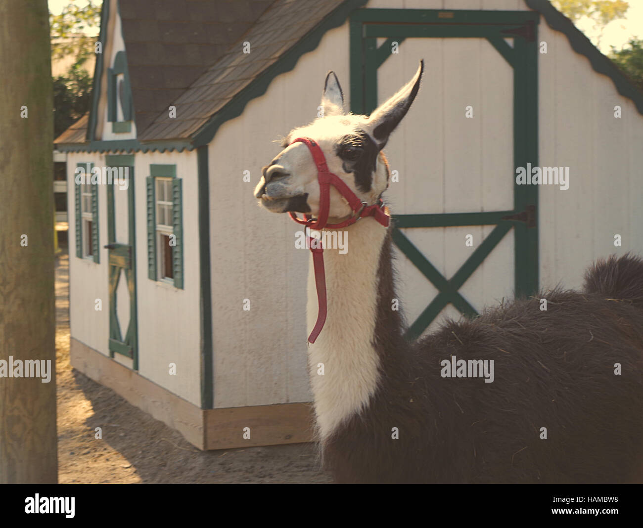 Llama neck hi-res stock photography and images - Alamy