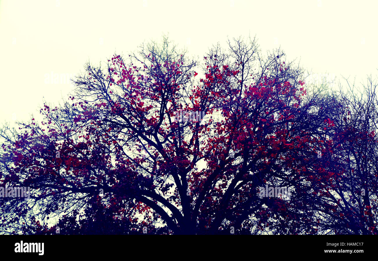 An abstract looking tree with blue and red highlights Stock Photo - Alamy