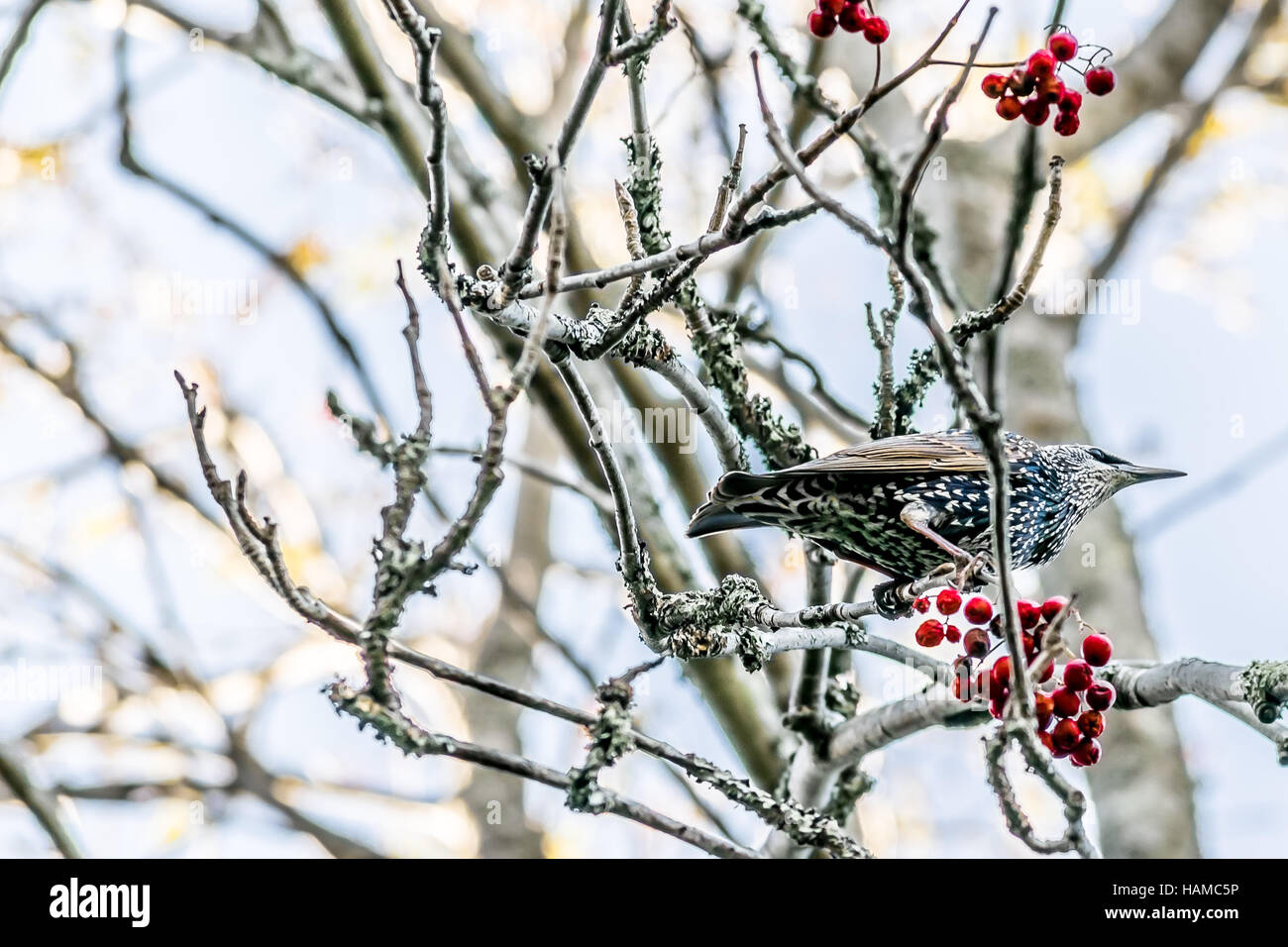 Starling perched on the branch of a tree with red berries and no leaves ...