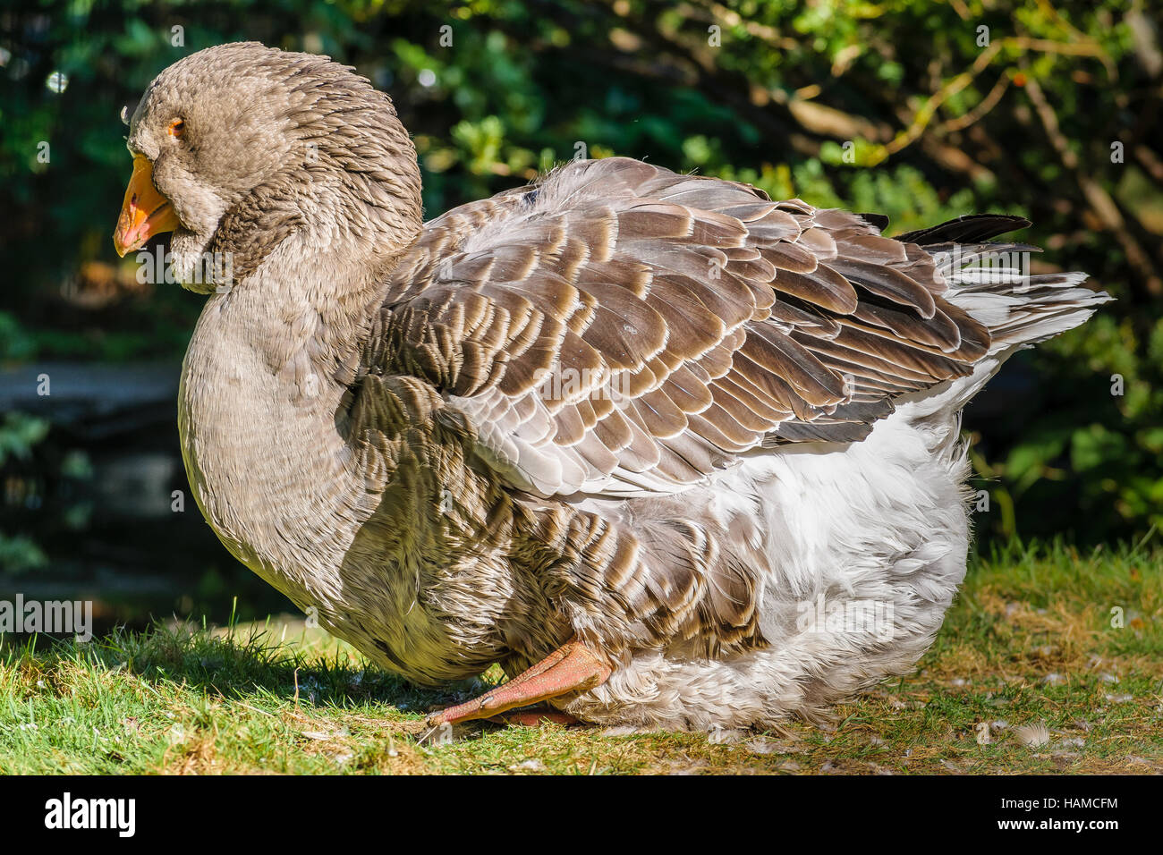 Side view of a large Dewlap Toulouse Goose walking towards a pond in ...