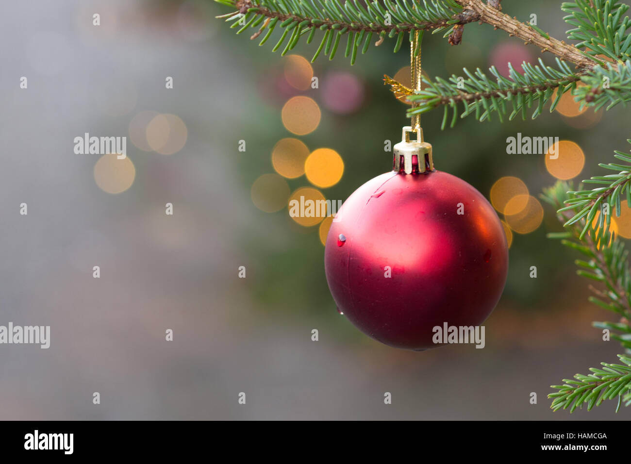 Hanging in a pine tree hi-res stock photography and images - Alamy