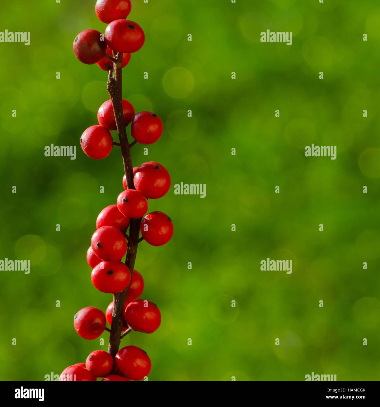 Red berries holly (ilex) isolated on a blue background Stock Photo - Alamy