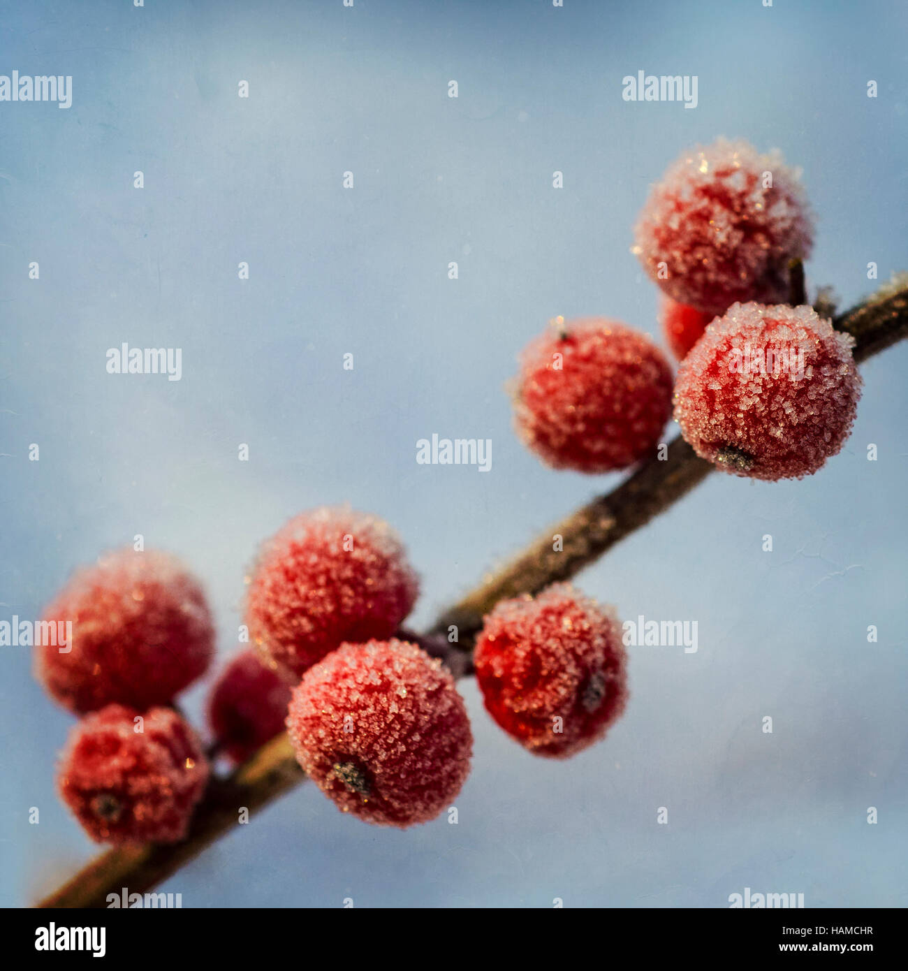 Frozen branch with red winter berries Stock Photo - Alamy