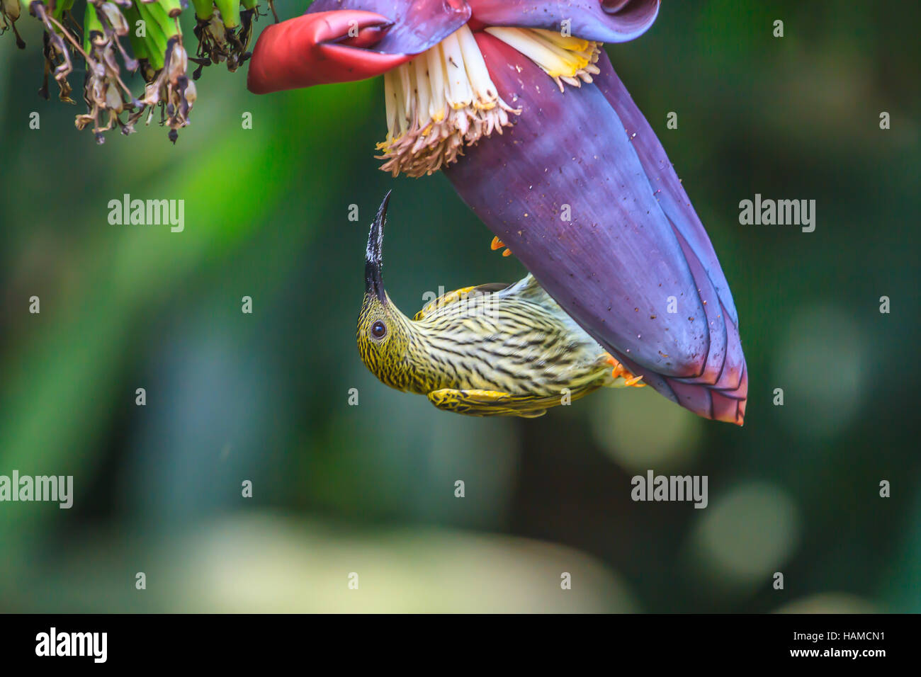 Streaked Spiderhunter bird with flower and taking a syrup Stock Photo ...