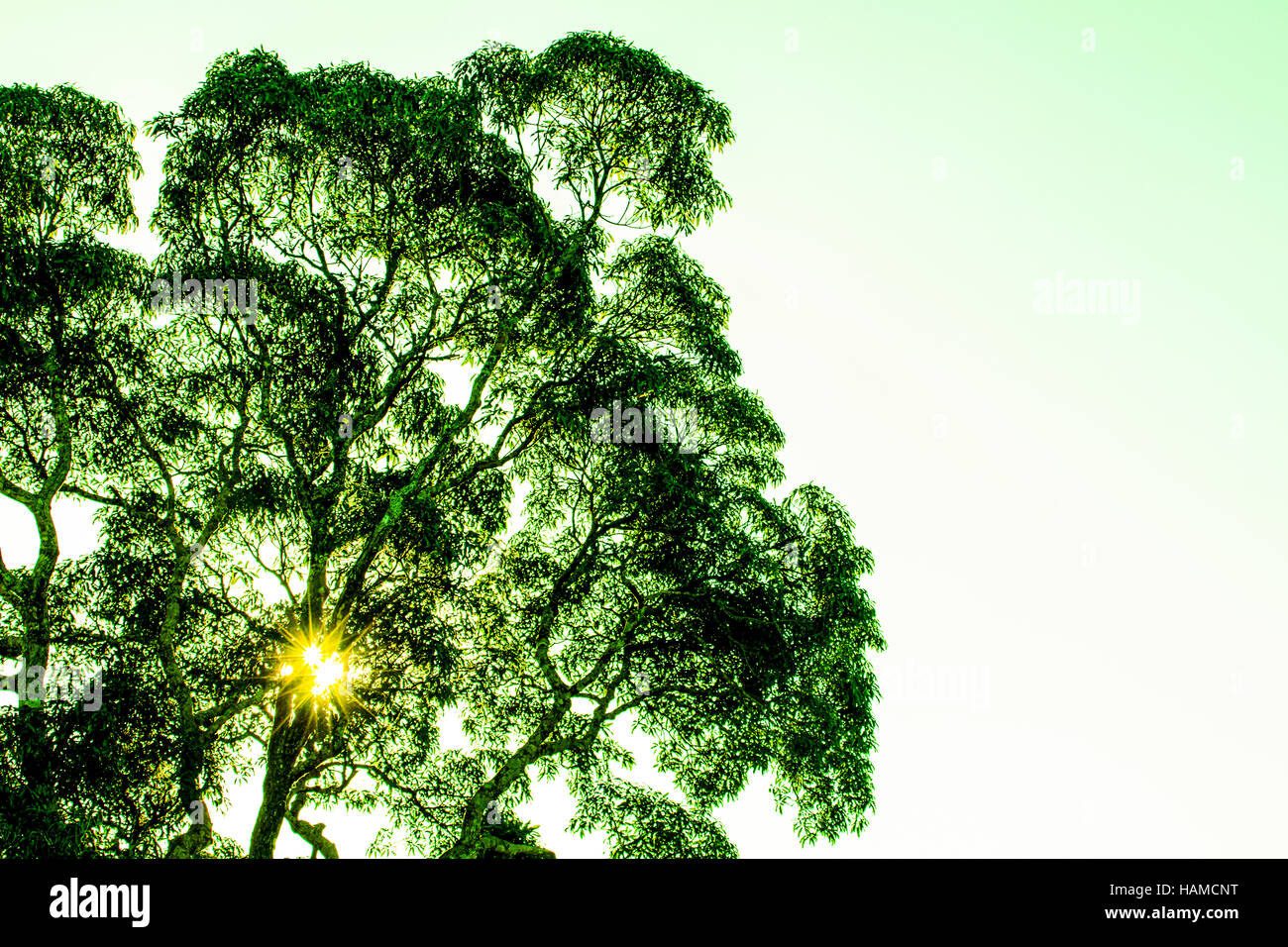 tree in the forest with sunlight, can be used as background Stock Photo ...