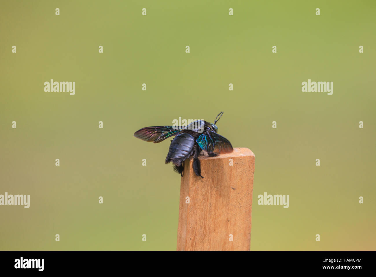 Carpenter bee (Xylocopa varipuncta) black Insect in nature Stock Photo ...