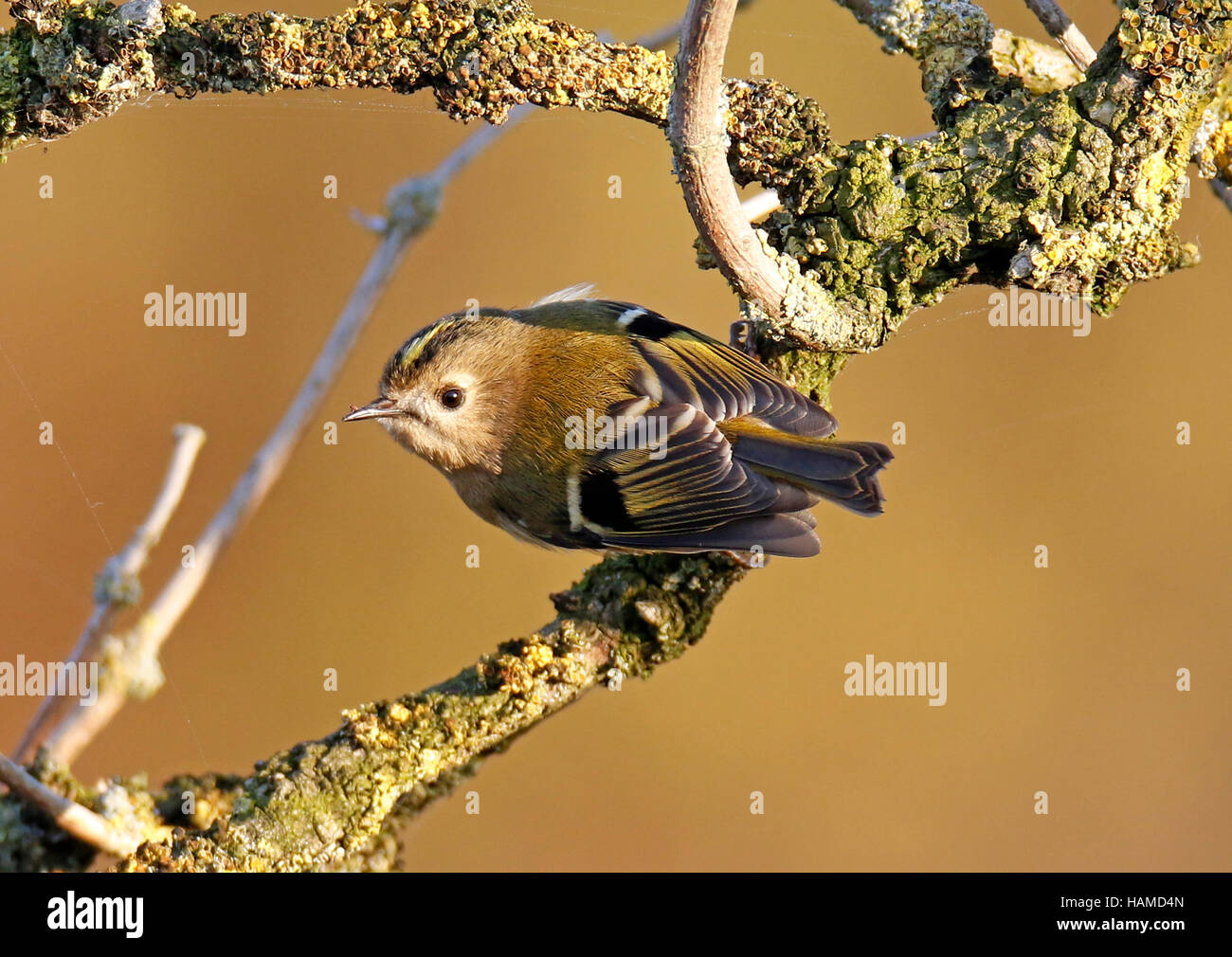 Regulus regulus uk conifer hi-res stock photography and images - Alamy