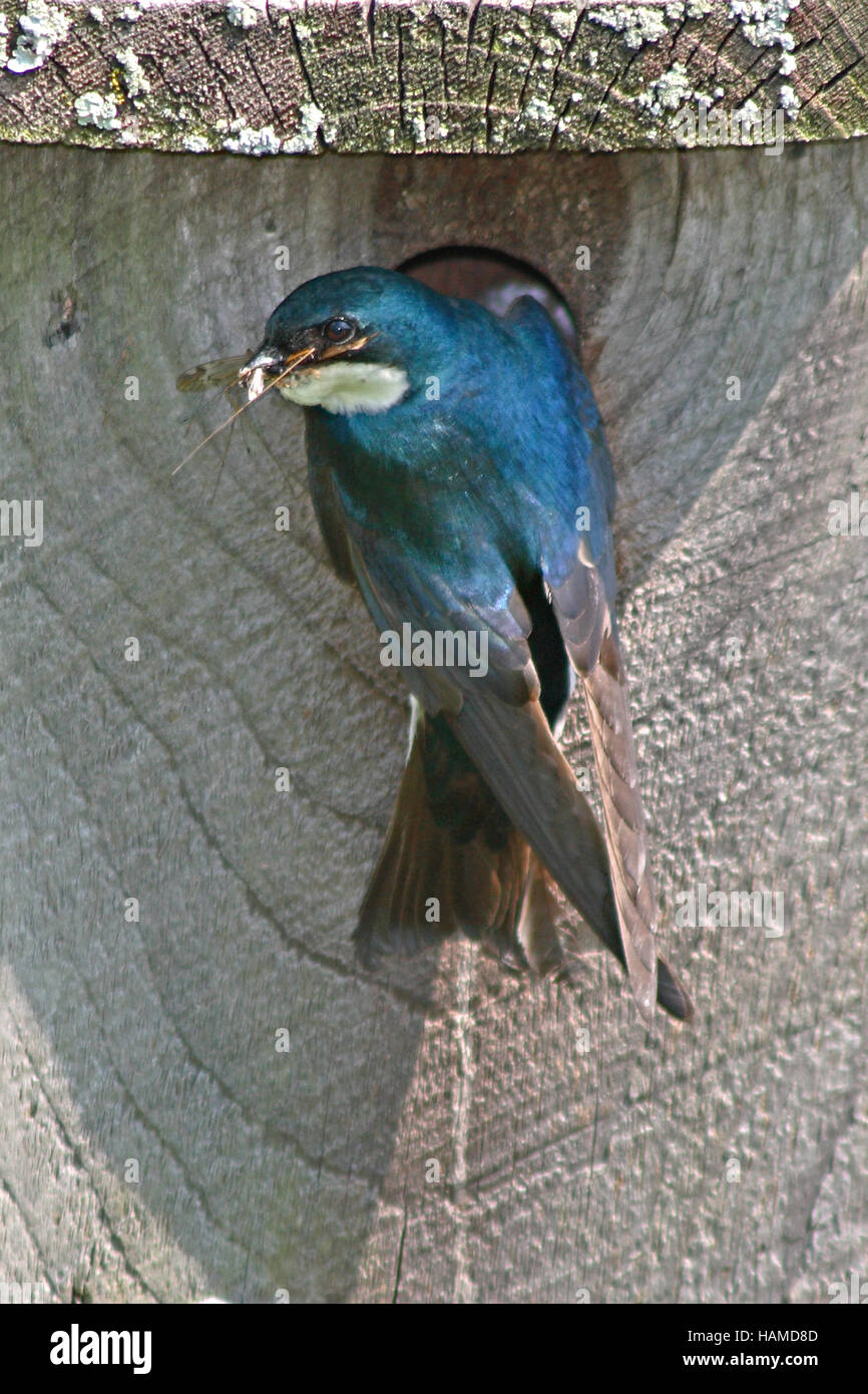 A male Tree Swallow bringing insects to its nestlings Stock Photo - Alamy
