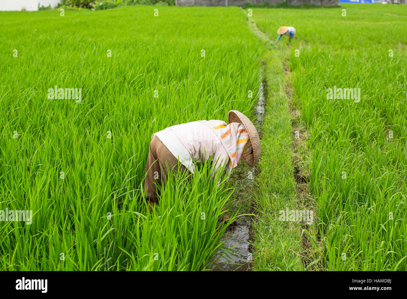 Farmers working in the rice fields Stock Photo - Alamy