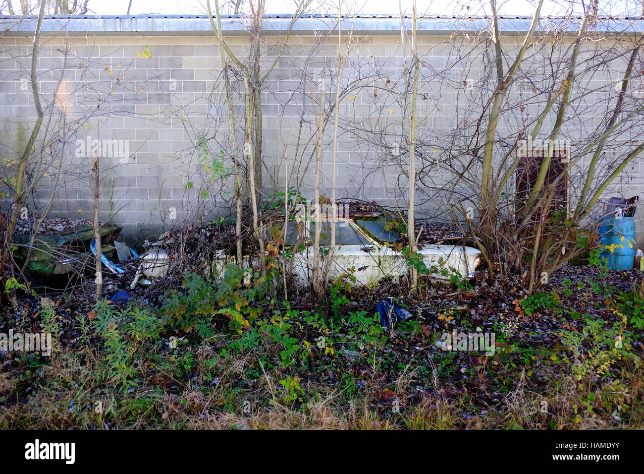 An old Chevrolet Corvair is overgrown in a junkyard in Frankfort ...