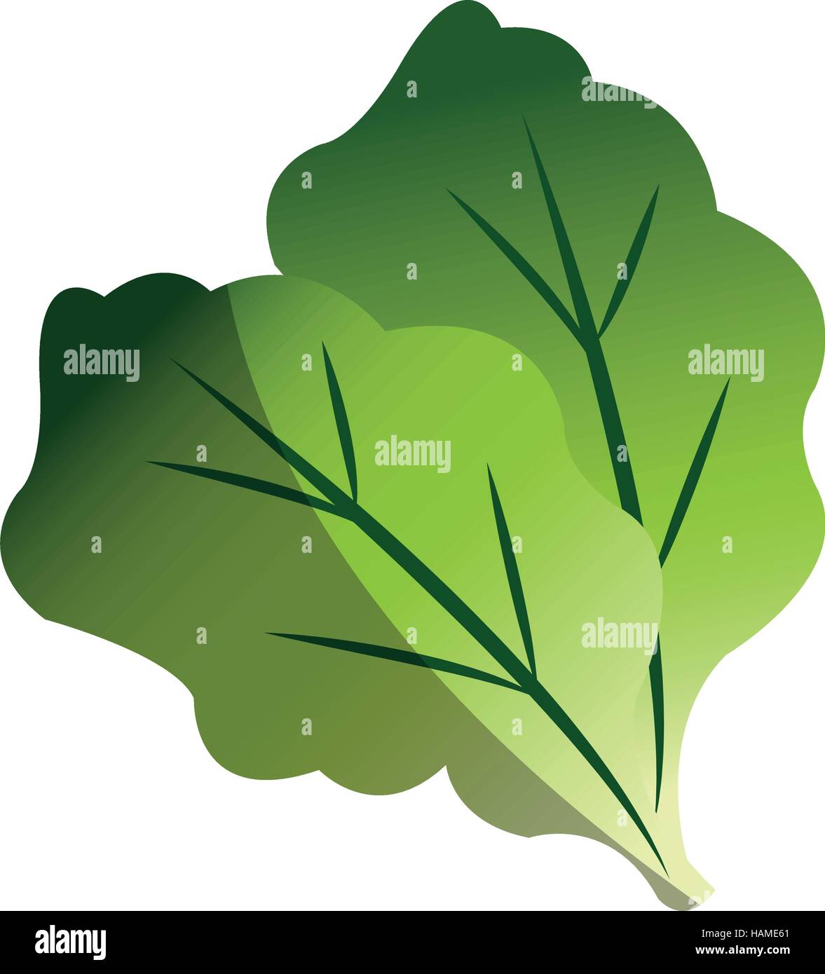 Isolated lettuce design Stock Vector Image & Art - Alamy