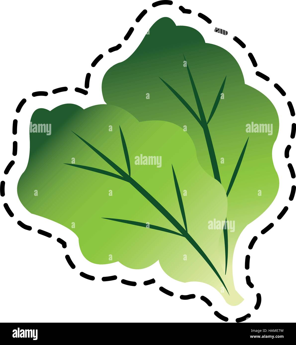 Isolated lettuce design Stock Vector Image & Art - Alamy