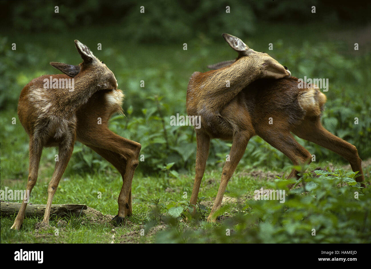 Roe Deer / Reh Stock Photo - Alamy