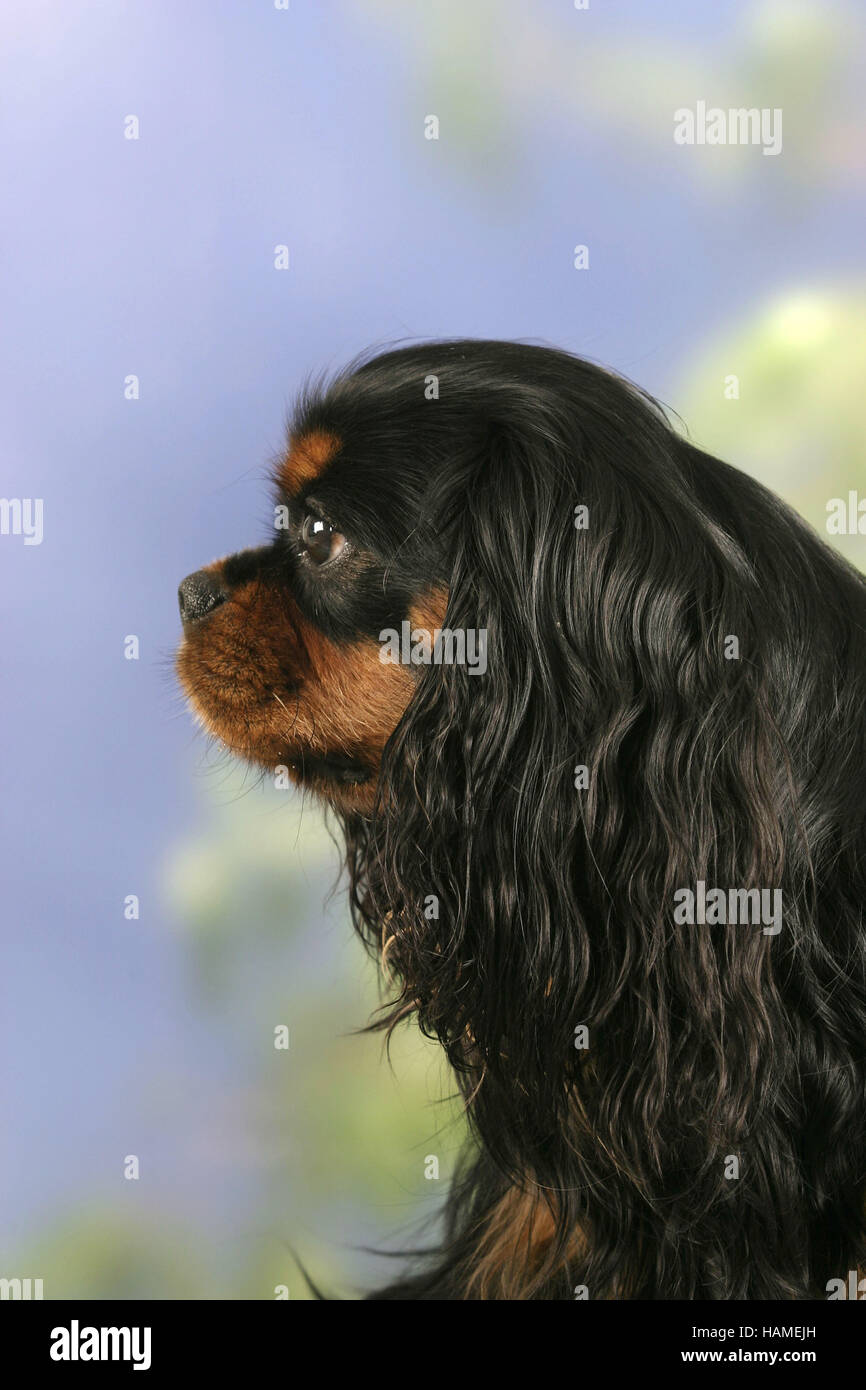 Charles cane hi-res stock photography and images - Alamy