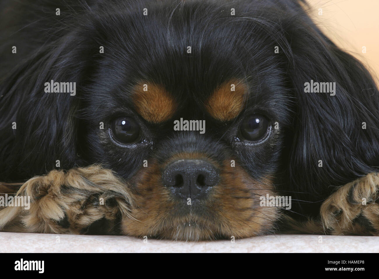 Charles Cane High Resolution Stock Photography and Images - Alamy