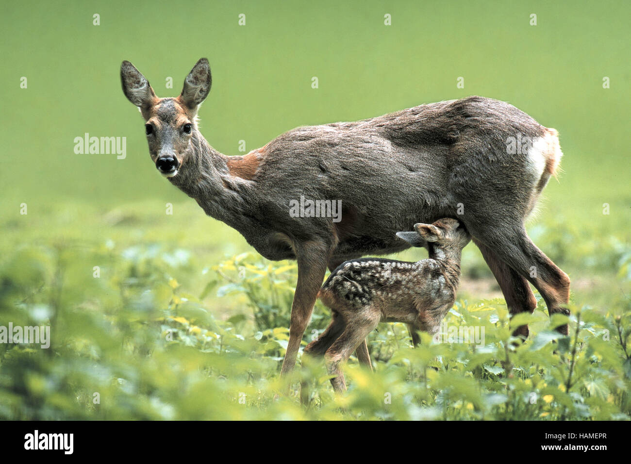 Drinking roe deer hi-res stock photography and images - Alamy