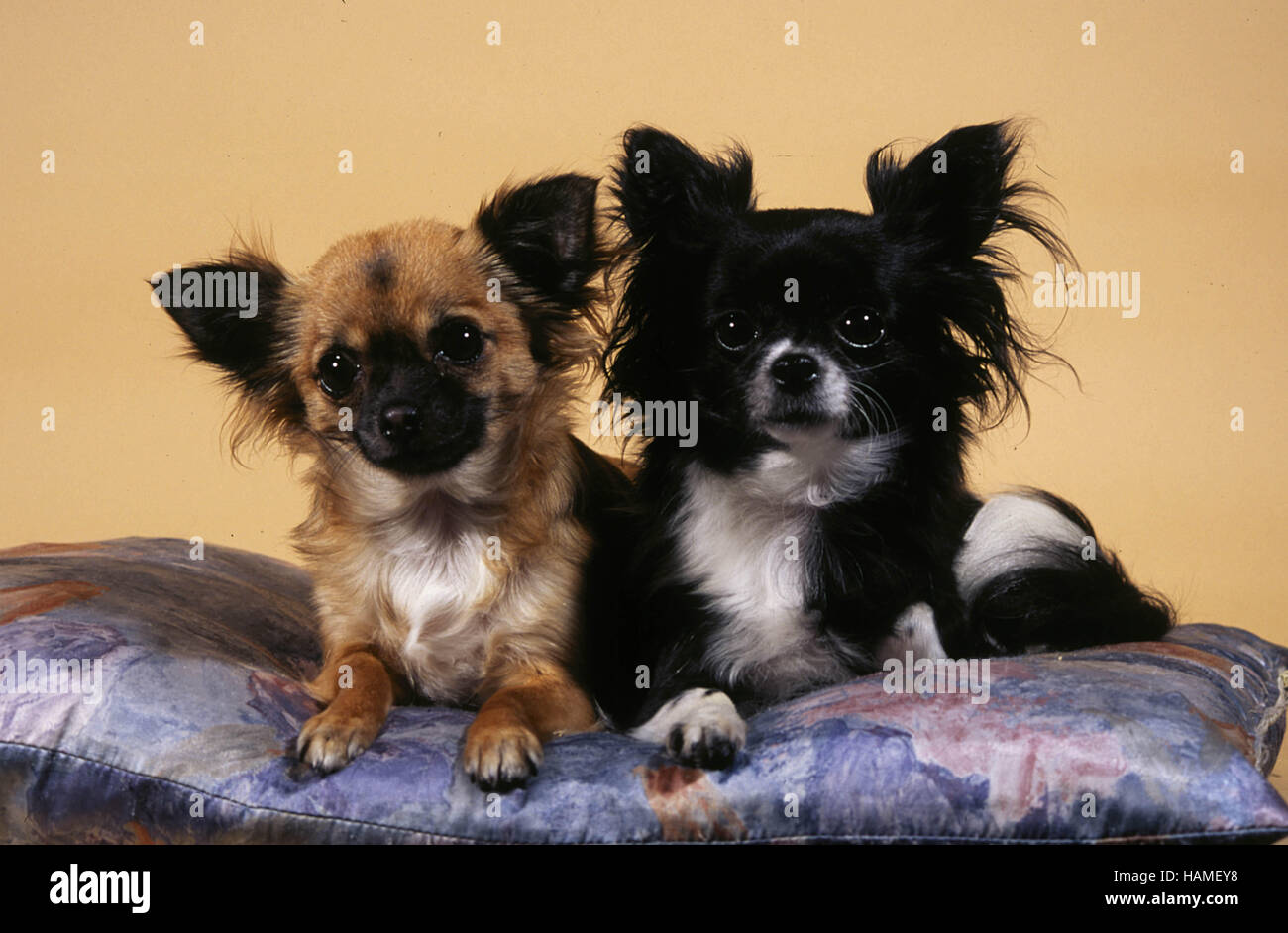 Chiens chihuahua hi-res stock photography and images - Alamy Chiens chihuahua hi-res stock photography and images - Alamy