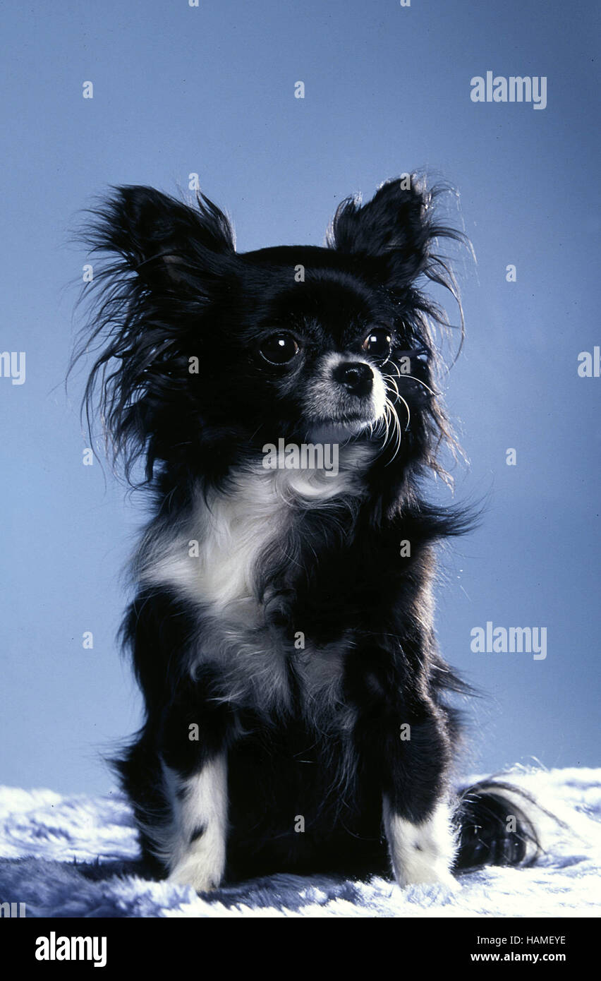 Chi hua hi-res stock photography and images - Alamy