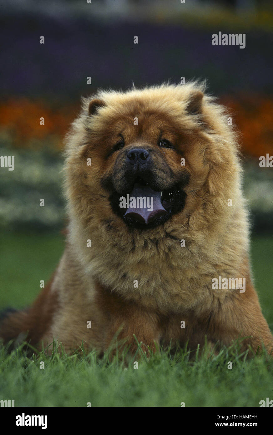 Chow chow tongue hi-res stock photography and images - Alamy