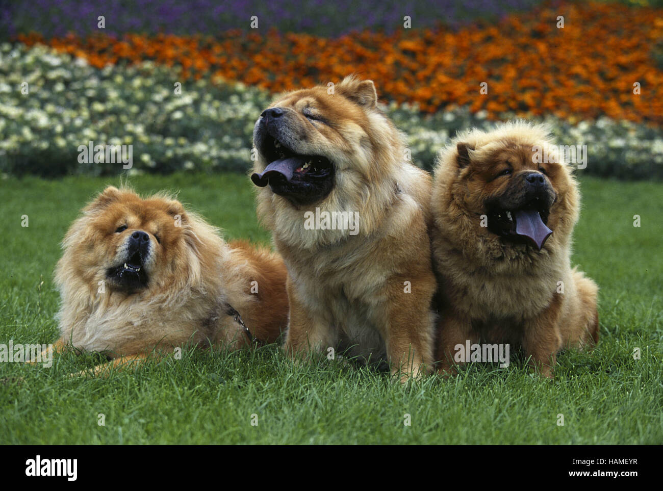 Chow gar hi-res stock photography and images - Alamy