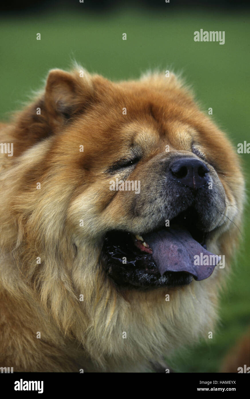 Chow chow tongue hi-res stock photography and images - Alamy