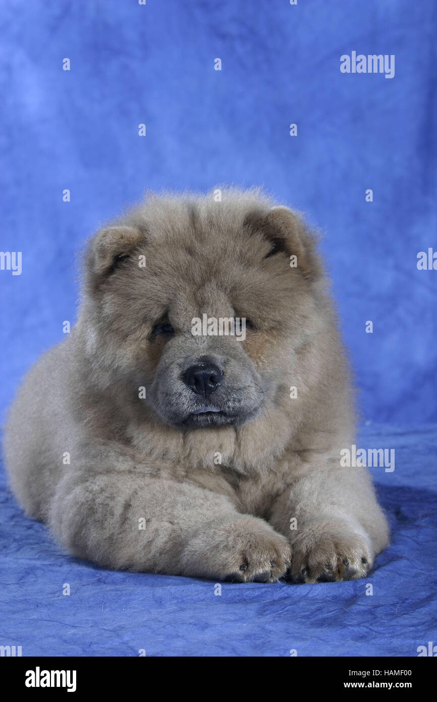 Chow chow chien hi-res stock photography and images - Alamy