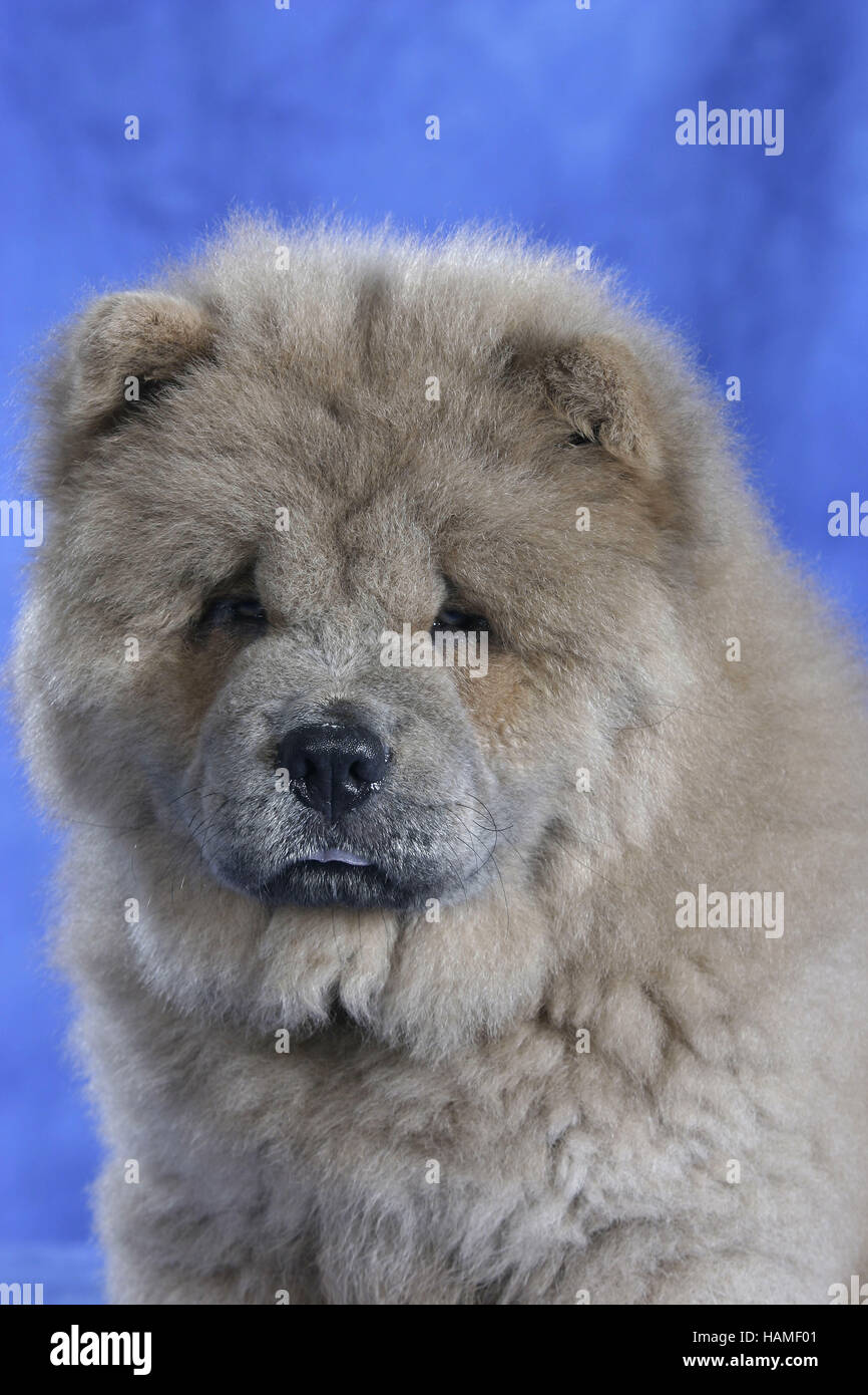 China vertikal hi-res stock photography and images - Alamy