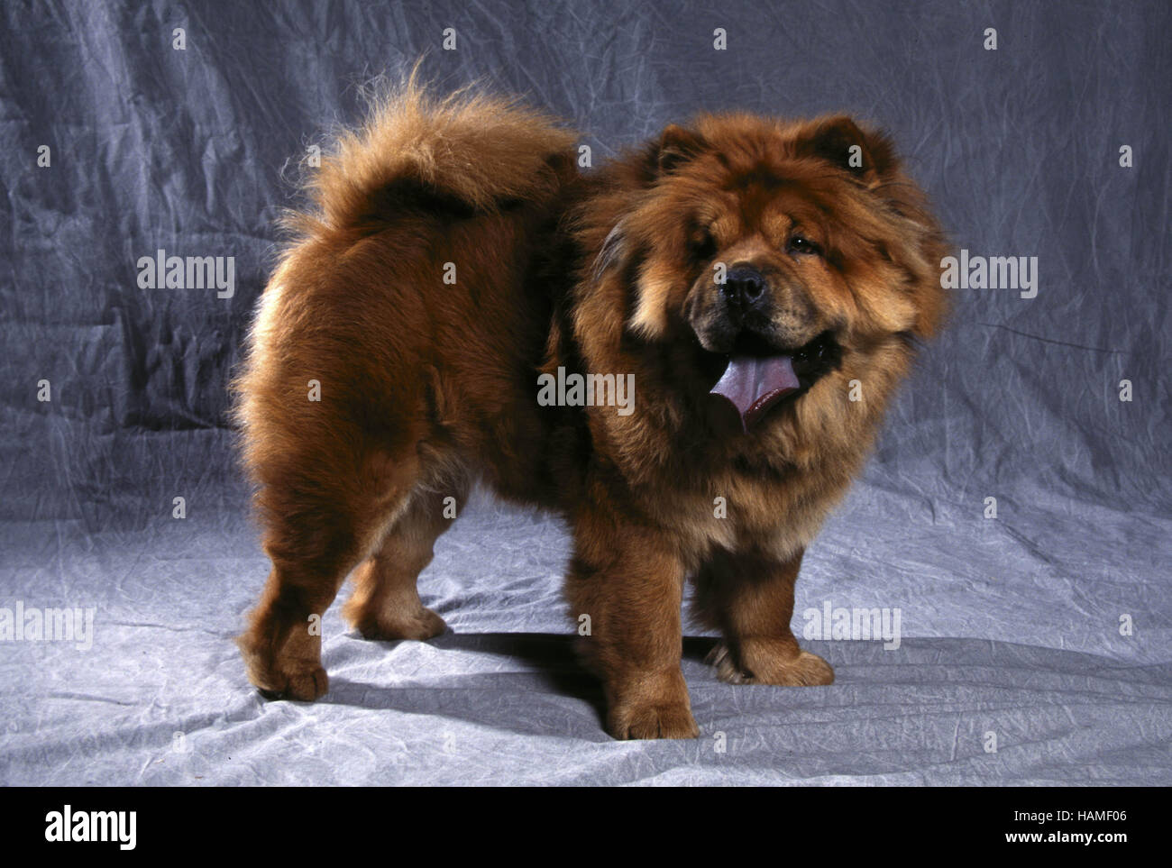 Chow line hi-res stock photography and images - Alamy