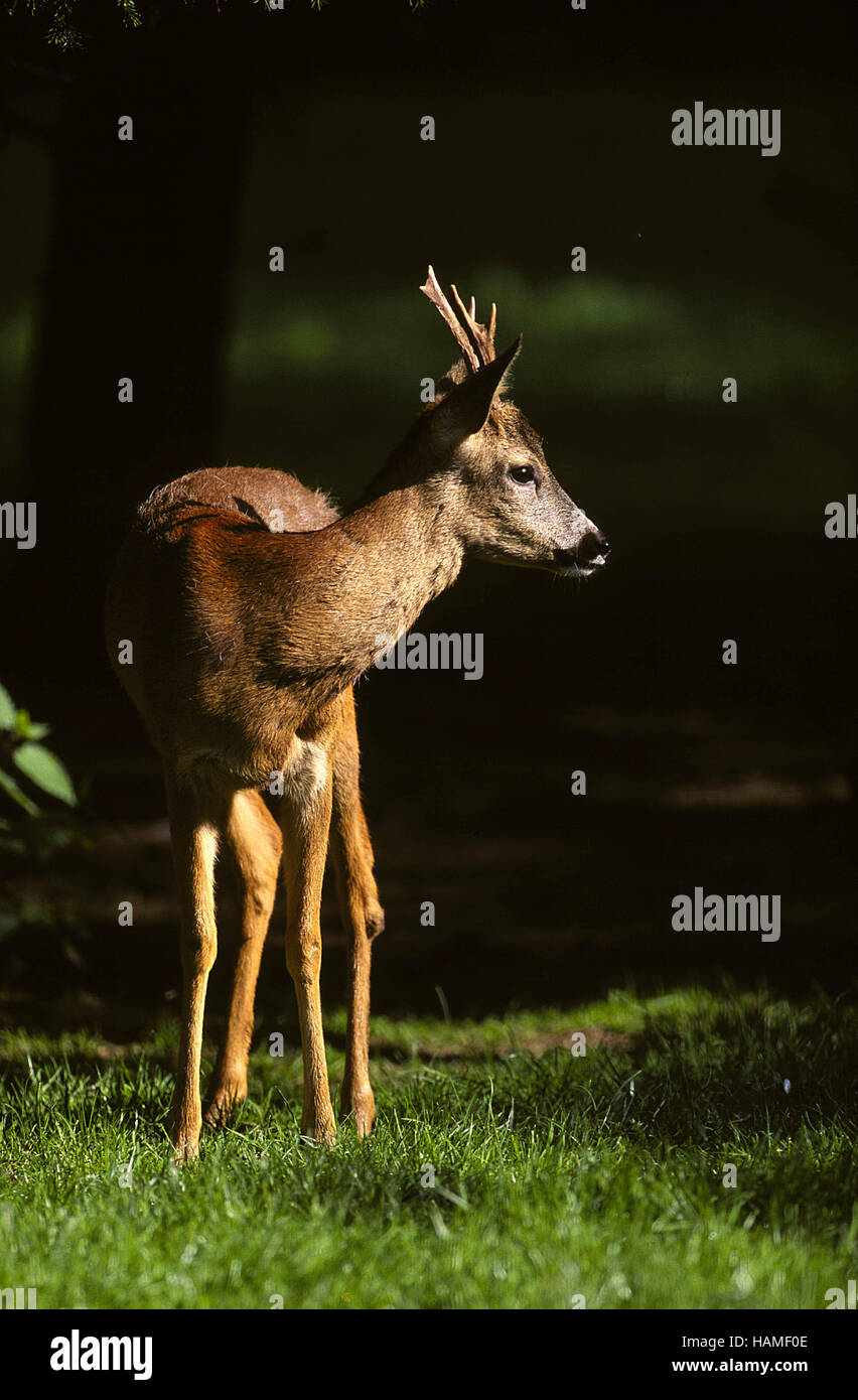 Europaeisches reh hi-res stock photography and images - Alamy