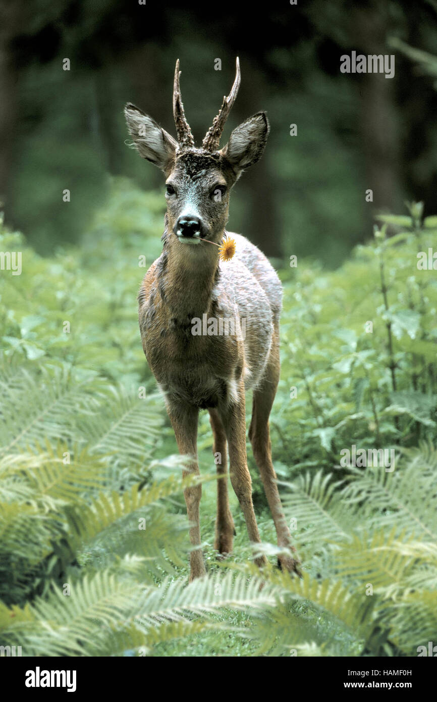 Roe head hi-res stock photography and images - Alamy