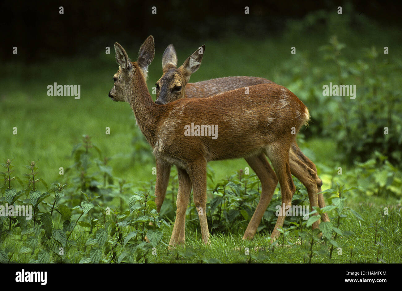 Roe Deer / Reh Stock Photo - Alamy