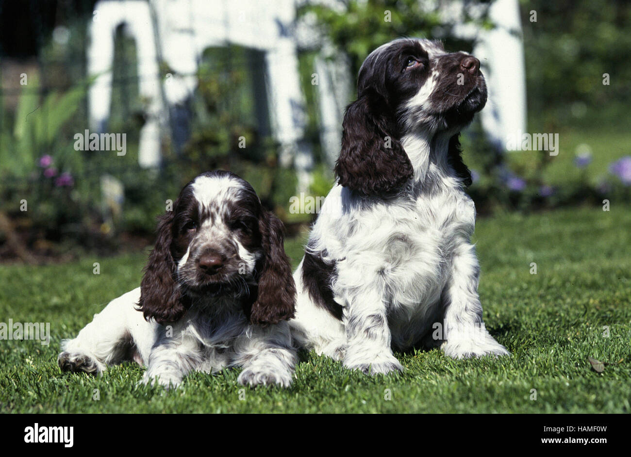 English Cocker Spaniel Stock Photo - Alamy