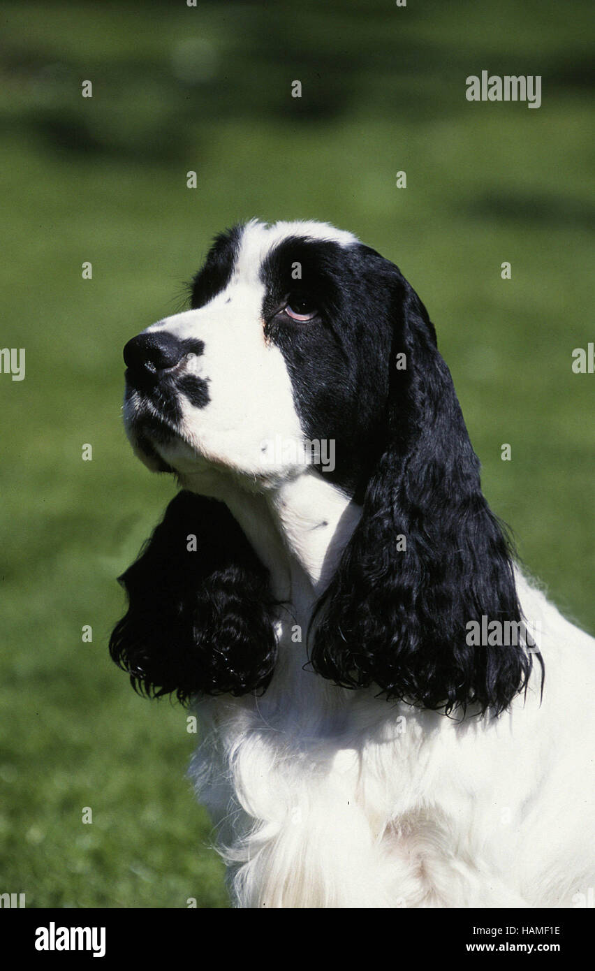 Cocker spaniel hund hunde hi-res stock photography and images - Alamy