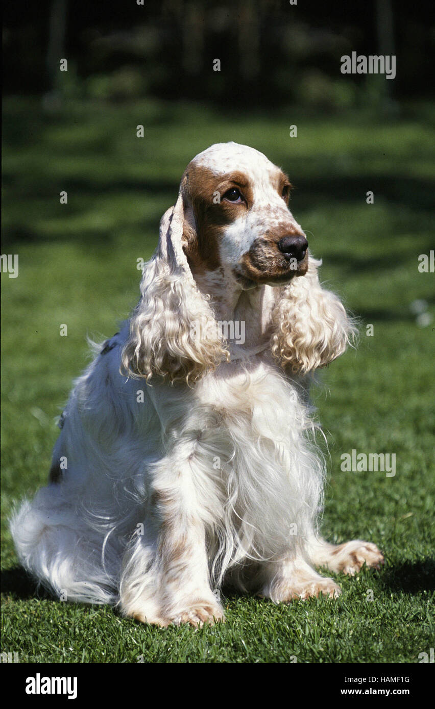 English cocker spaniel sitting hi-res stock photography and images - Alamy