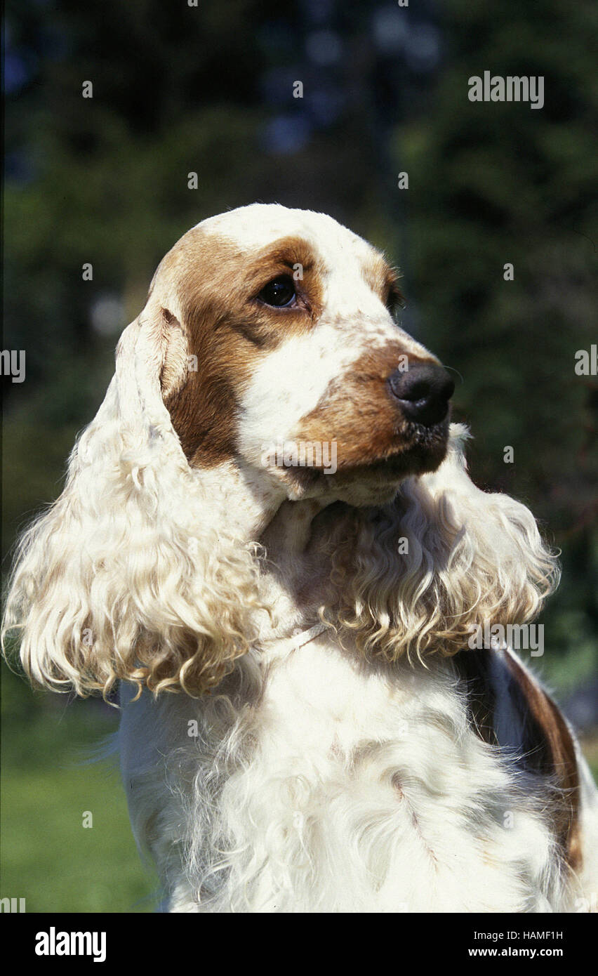 Perro cocker spaniel perros hi-res stock photography and images - Alamy